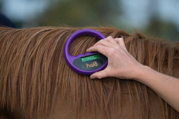 Microchipping – All Horses Veterinary Services